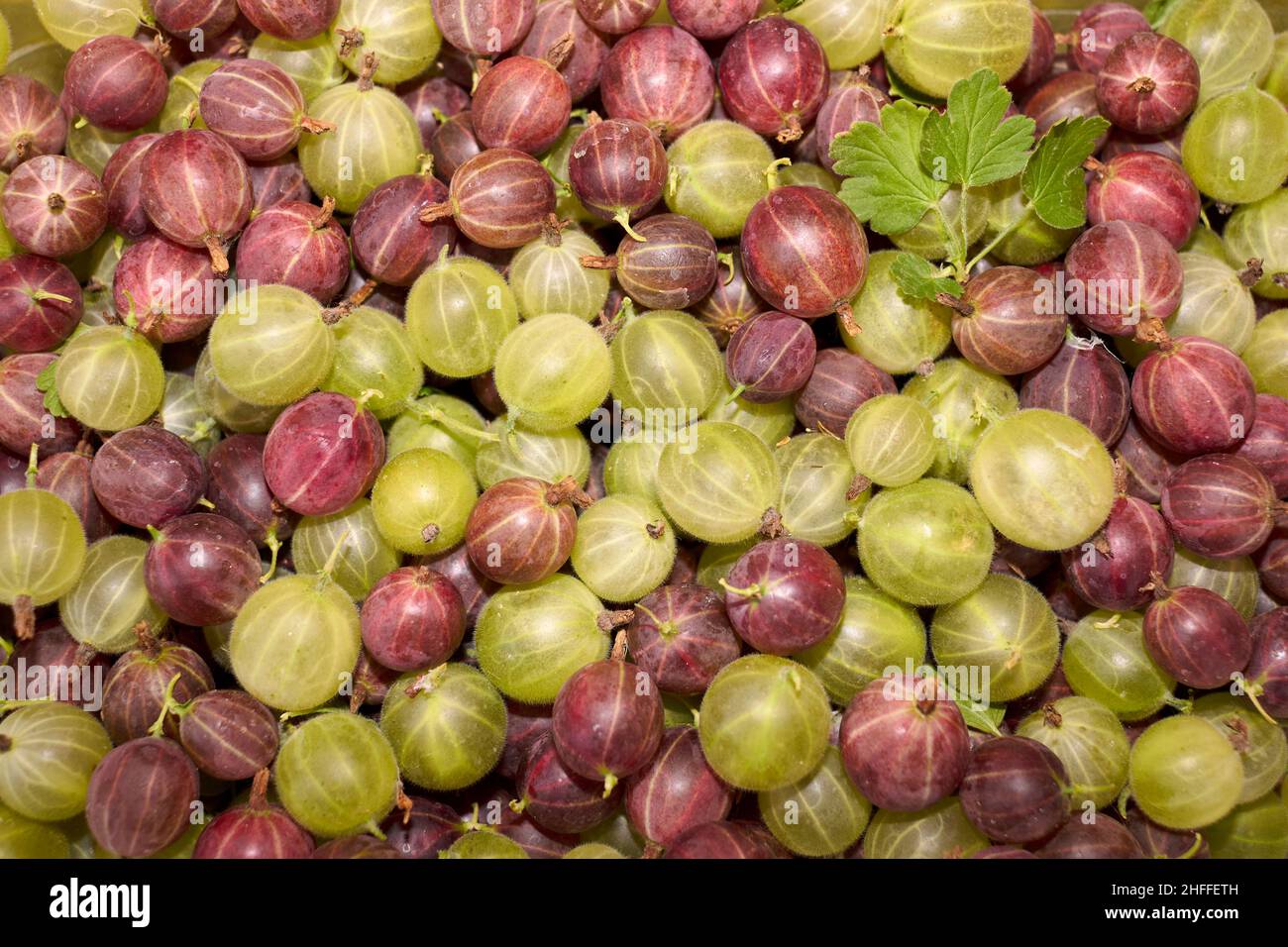 European gooseberry hi-res stock photography and images - Alamy