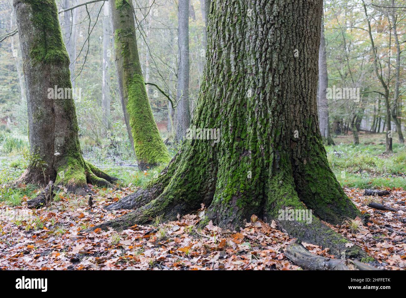 old oak tree in the forest Stock Photo - Alamy