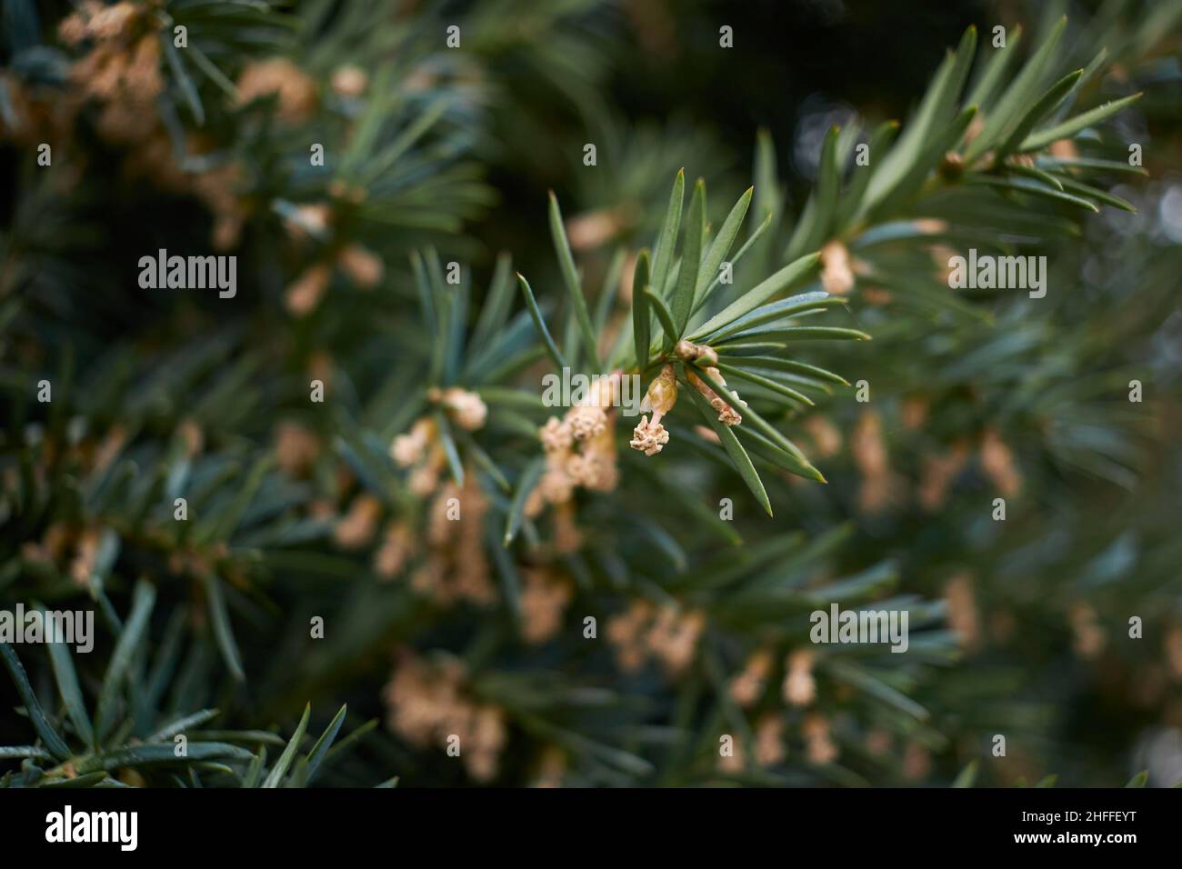 Taxus baccata tree in bloom Stock Photo - Alamy