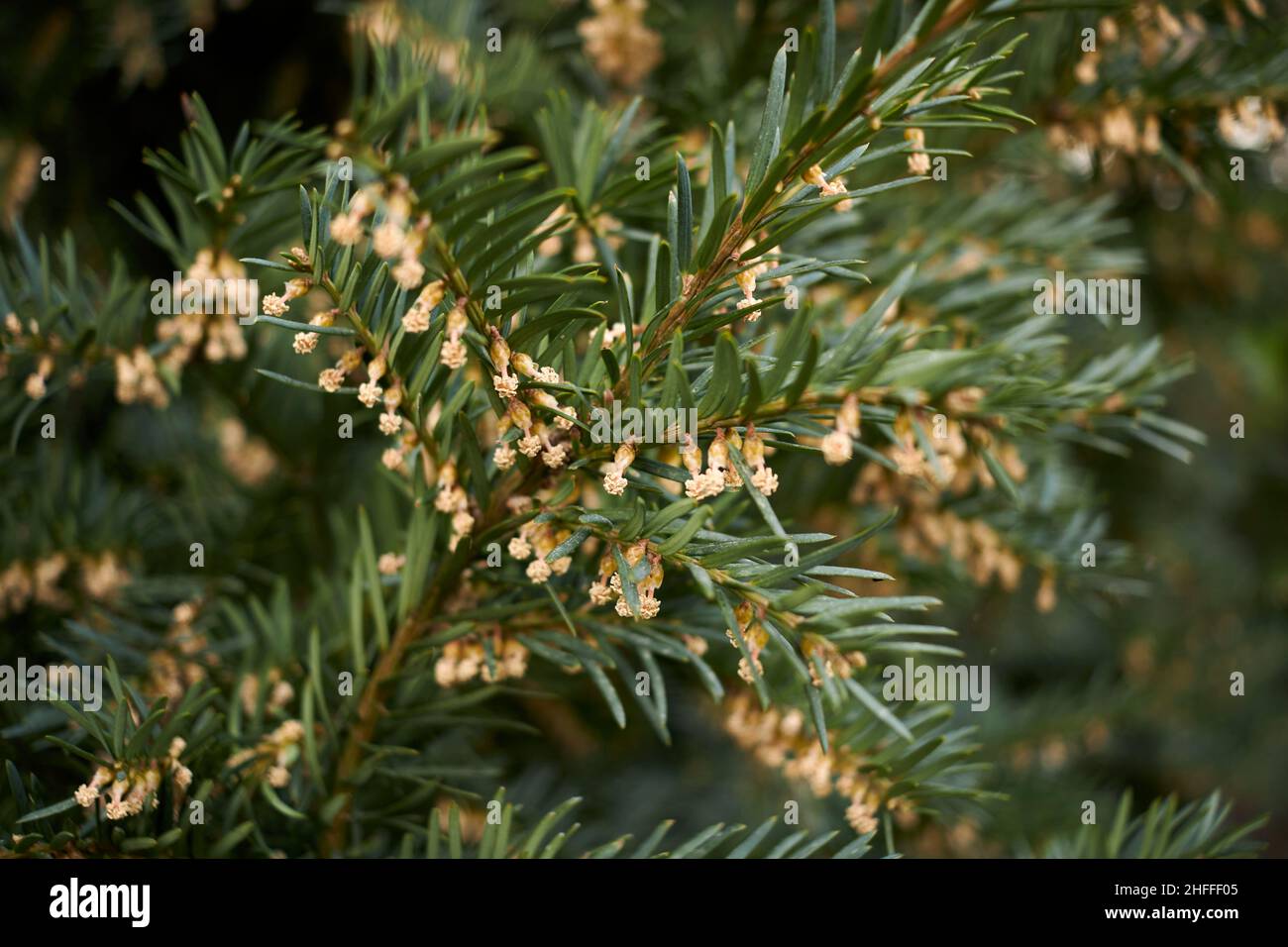 Taxus baccata tree in bloom Stock Photo - Alamy