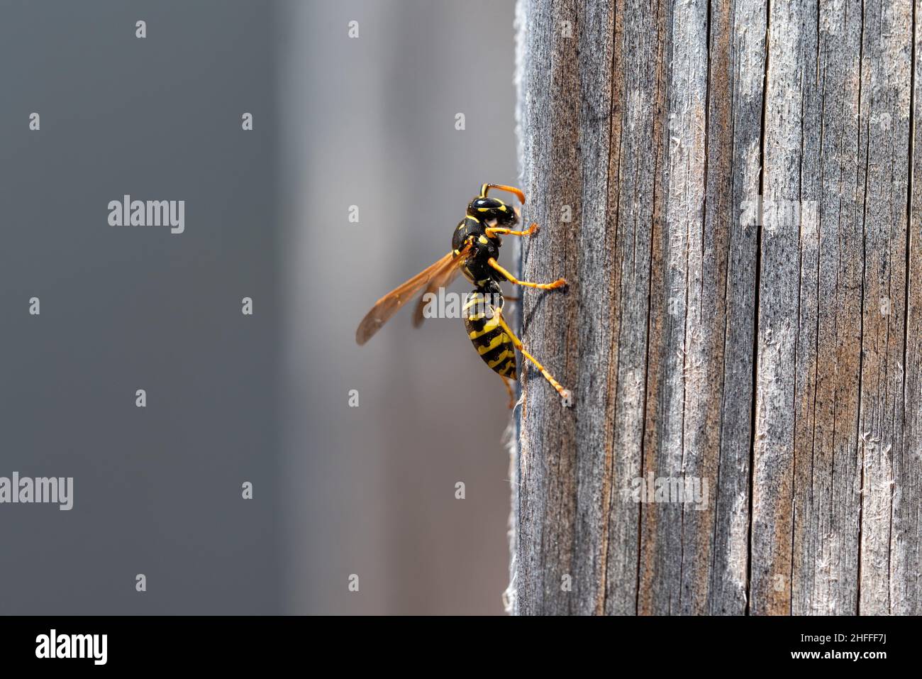 Forest wasp hi-res stock photography and images - Alamy