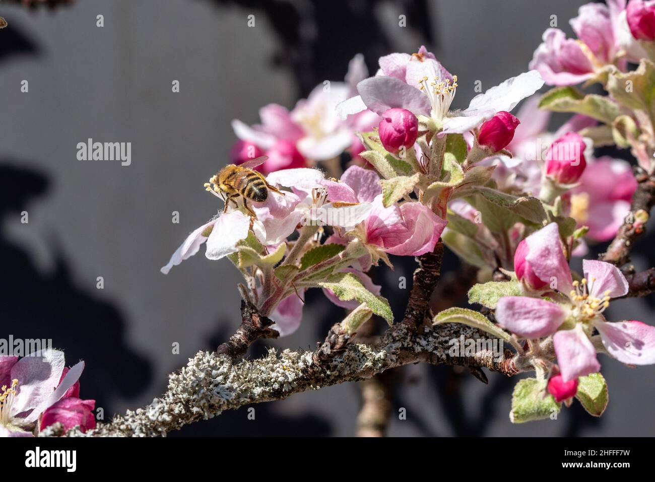 Extreme close up apple tree hi-res stock photography and images - Alamy