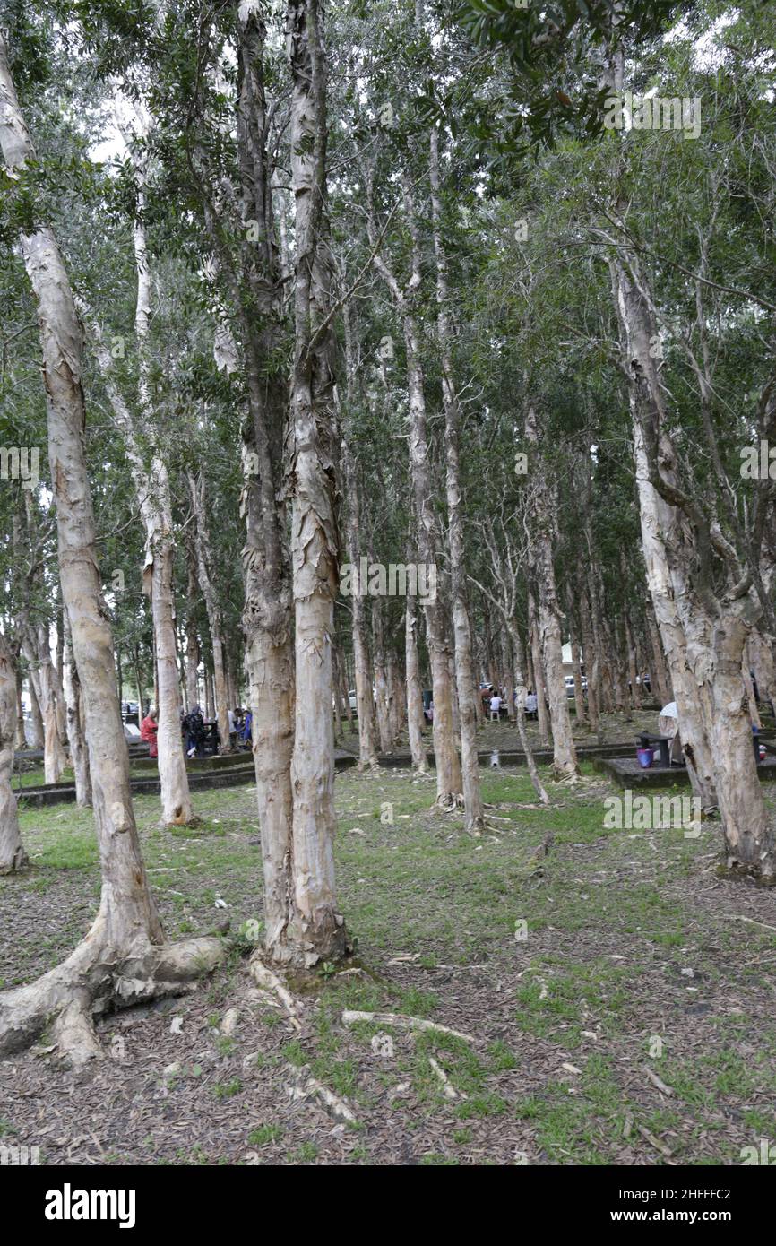 Alexandra Falls View Point Stock Photo - Alamy