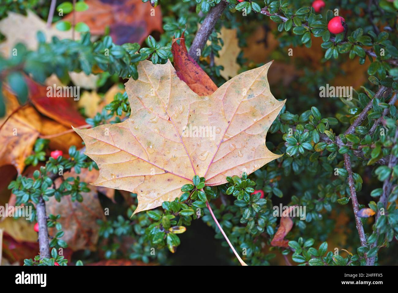 Fallen Autumn Leaf Posing On Bushes Cropped and Close Up Stock Photo ...