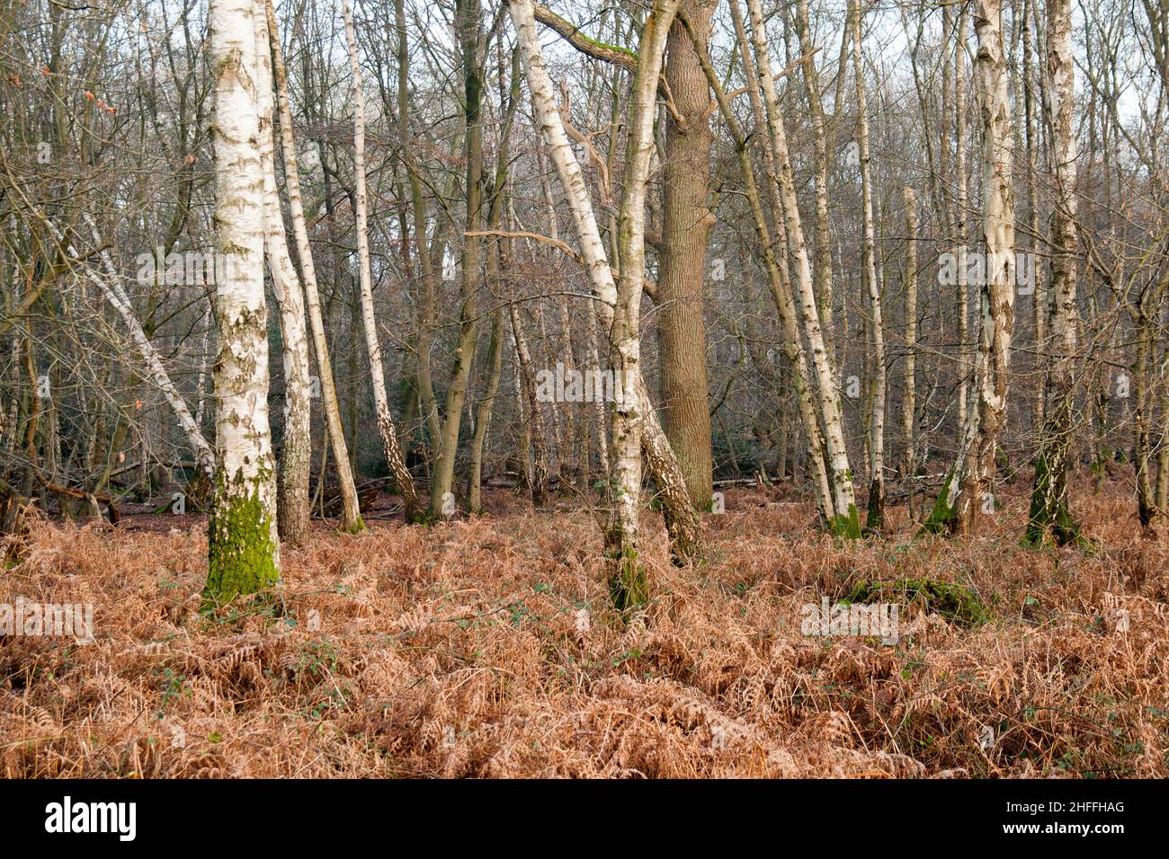 Epping Forest Essex, England UK Europe Stock Photo - Alamy