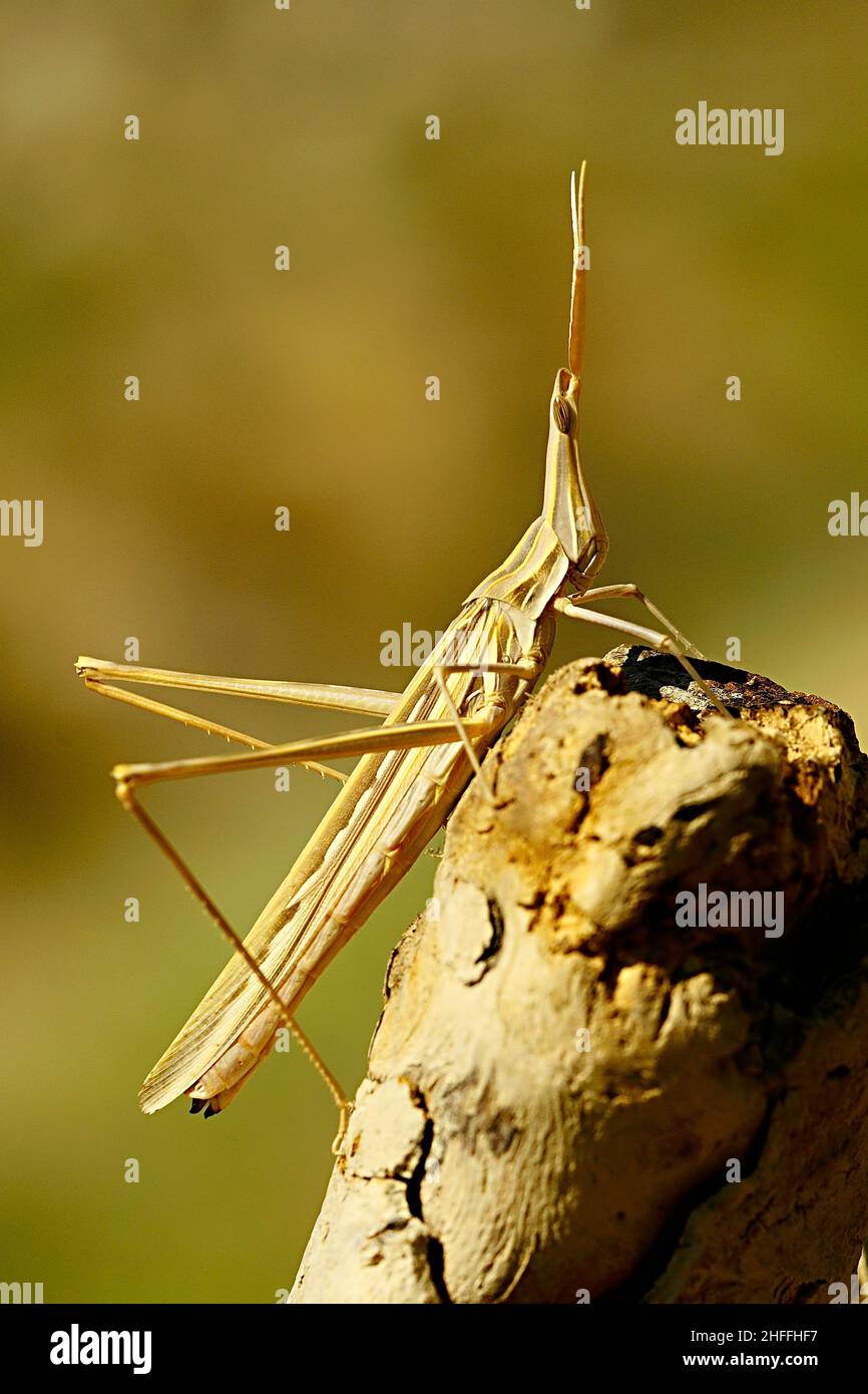 Orthoptera are paurometabolic insects with chewy mouthparts Stock Photo ...