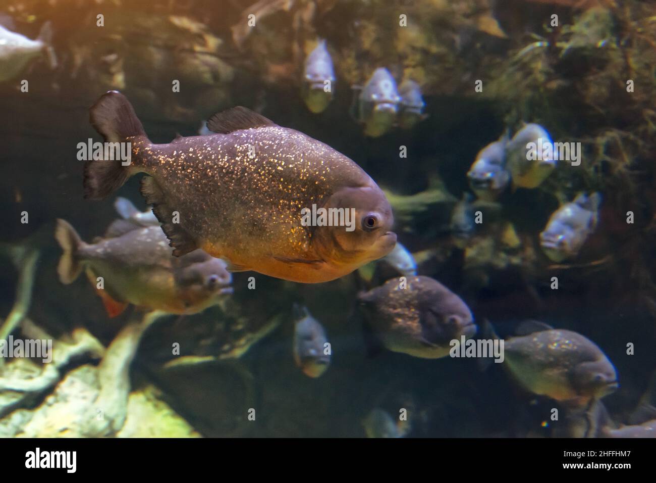 A flock of piranha fish in the dark waters of the Amazon River Stock ...