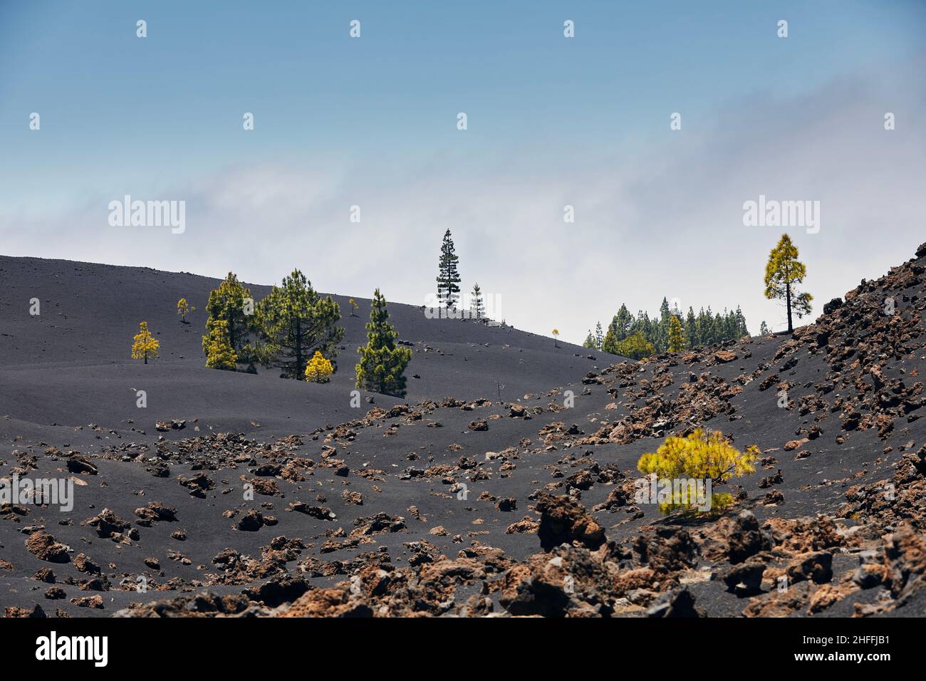 Beautiful volcanic landscape in Tenerife. Trees growing in the middle ...