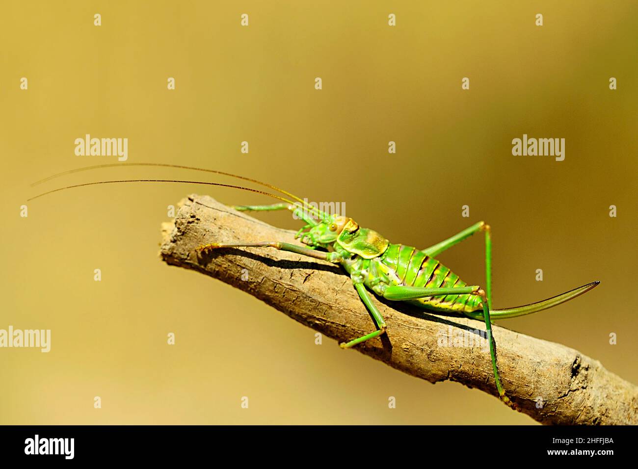 Orthoptera are paurometabolic insects with chewy mouthparts Stock Photo ...