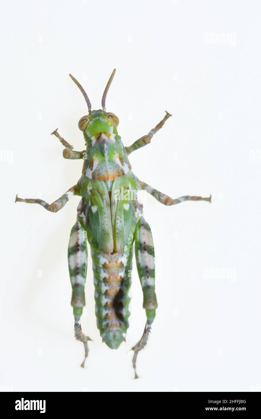 Orthoptera are paurometabolic insects with chewy mouthparts Stock Photo ...
