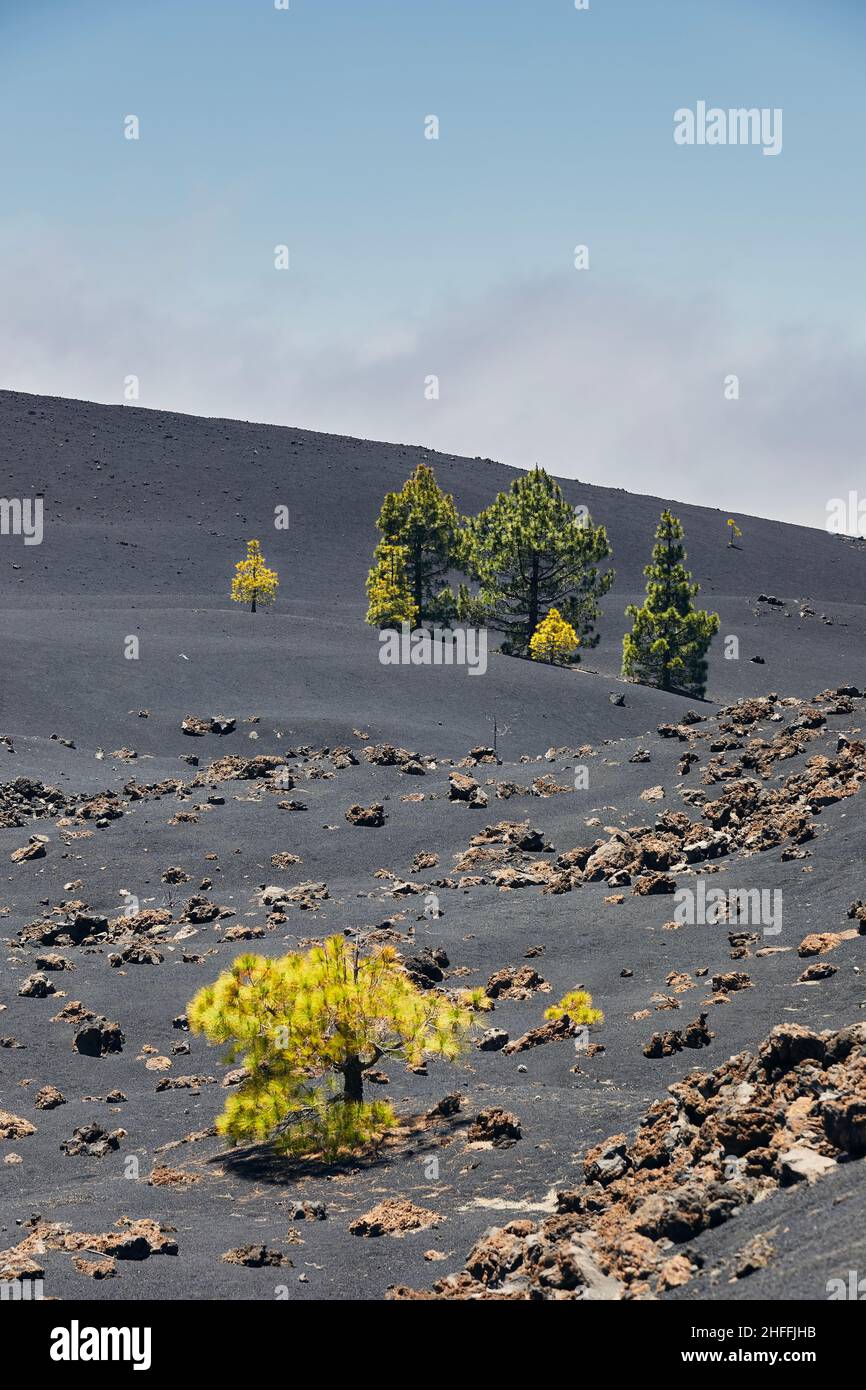 Beautiful volcanic landscape in Tenerife. Trees growing in the middle ...