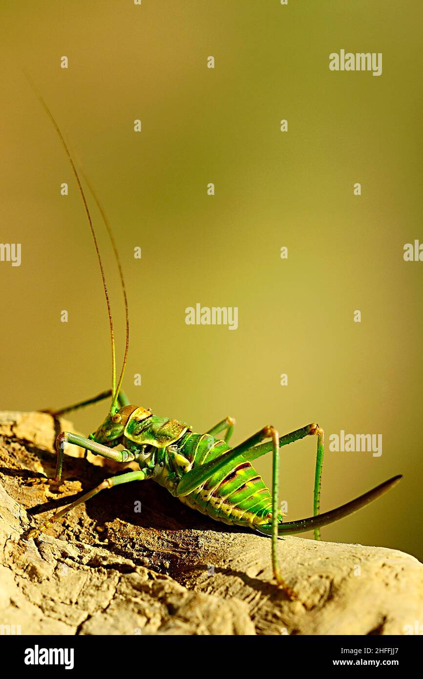 Orthoptera are paurometabolic insects with chewy mouthparts Stock Photo ...