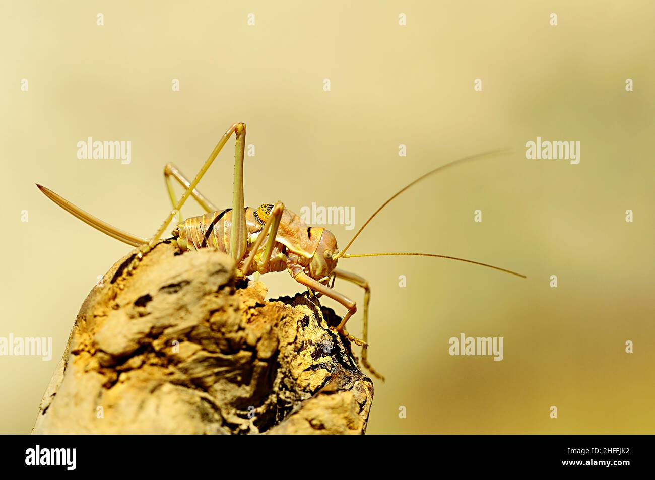 Portuguese insects hi-res stock photography and images - Alamy