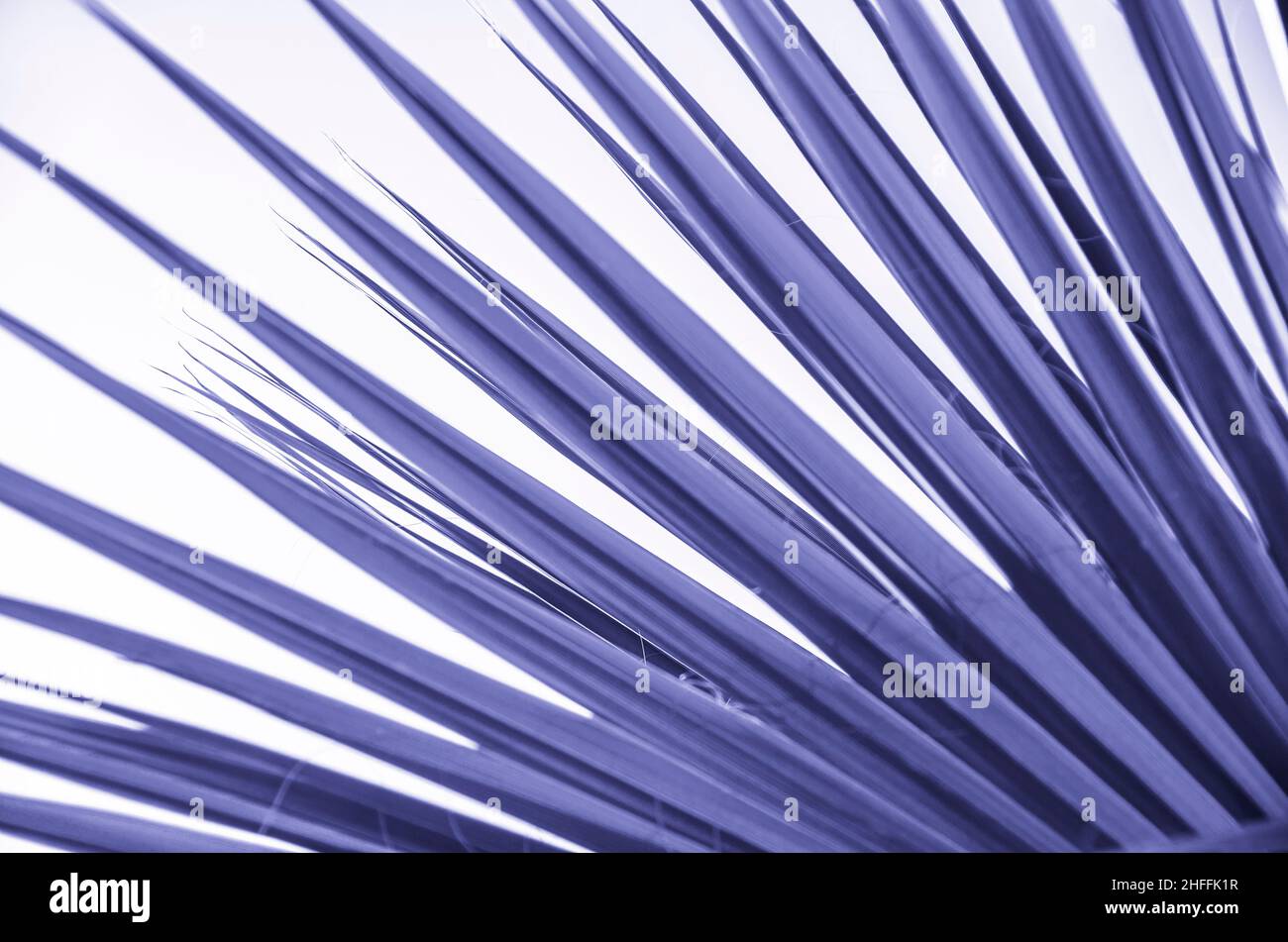 Palm leaf. Color of the Year 2022 Very Peri 17-3938 TCX. Color codes ...