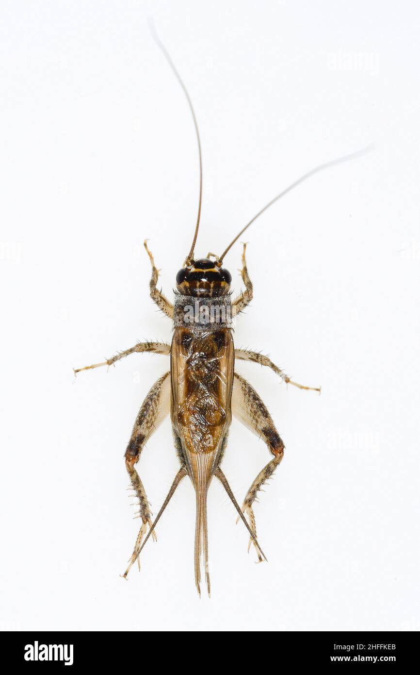 Orthoptera are paurometabolic insects with chewy mouthparts Stock Photo ...