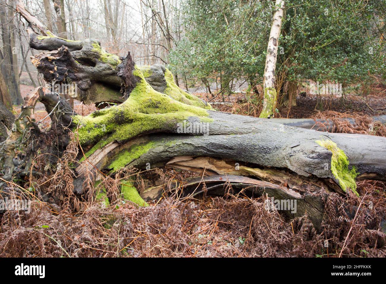Epping Forest Essex, England UK Europe Stock Photo - Alamy