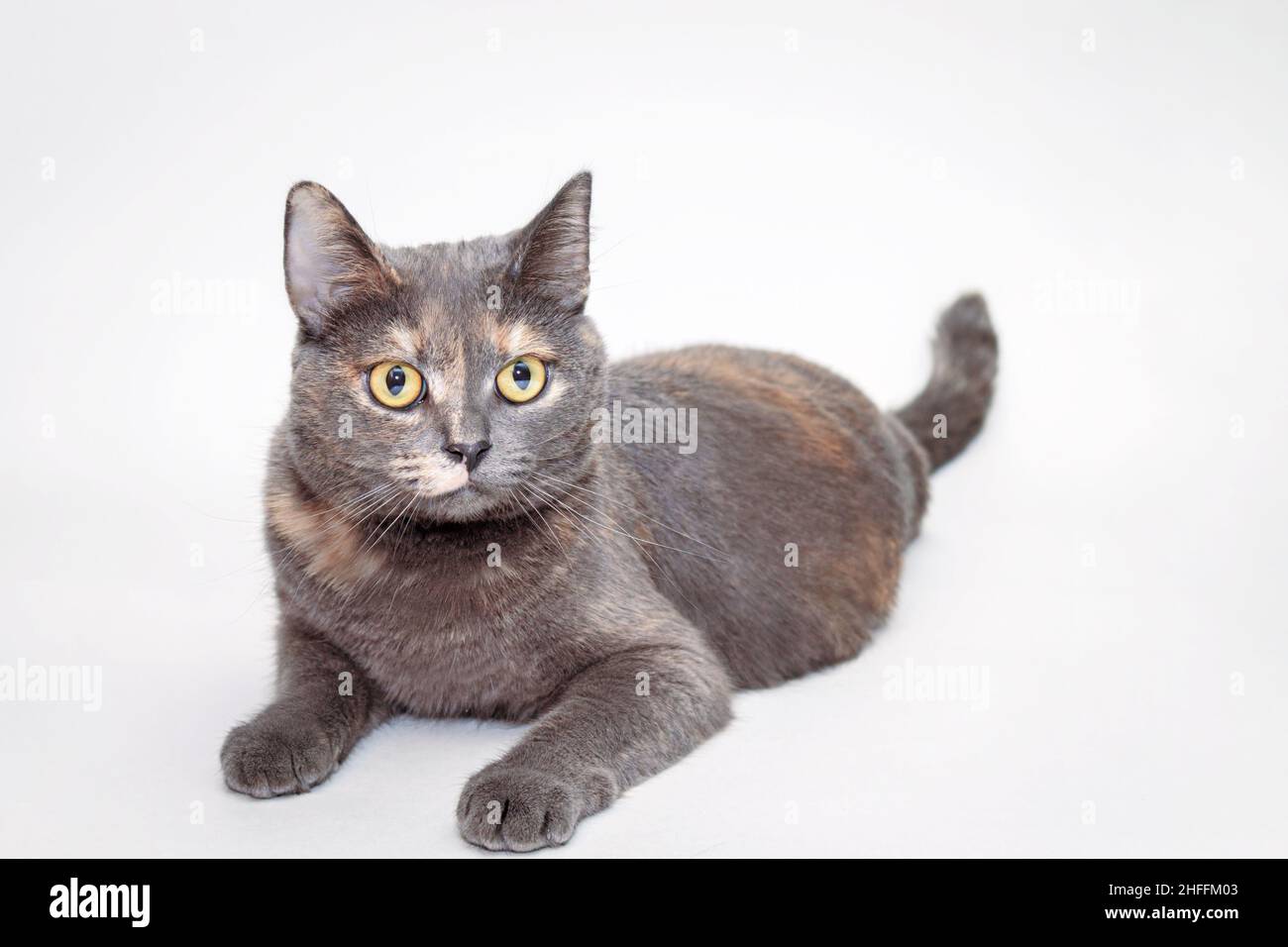 Cute gray cat with big eyes and smooth fur on a white background ...