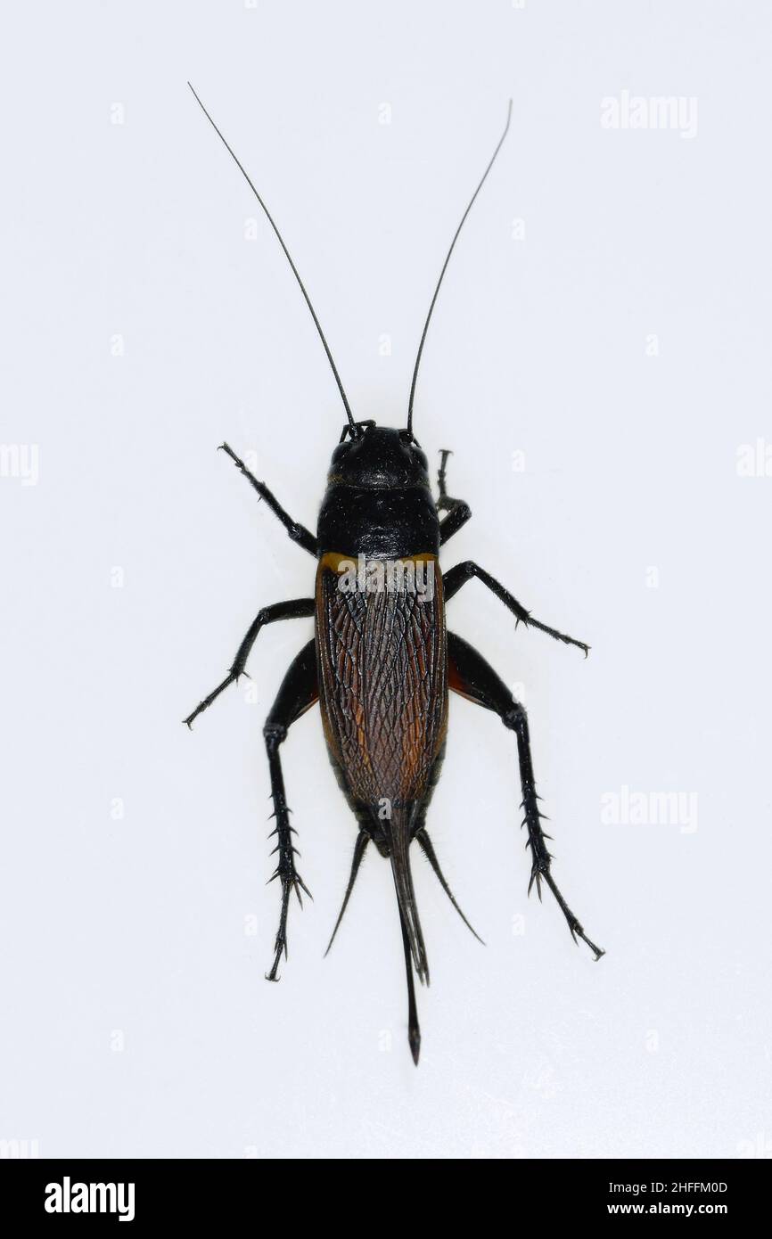 Orthoptera are paurometabolic insects with chewy mouthparts Stock Photo ...