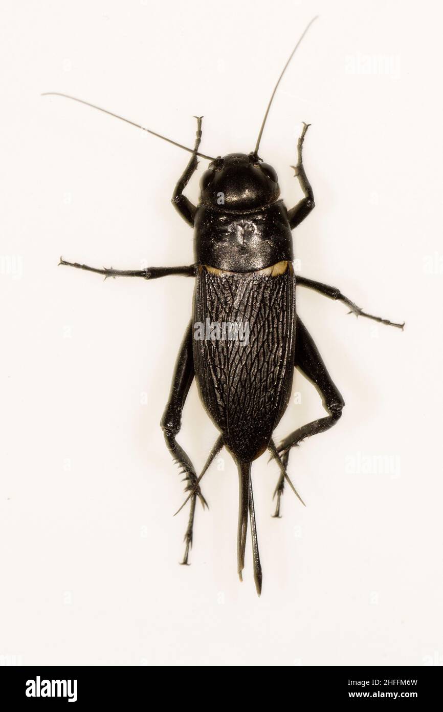 Orthoptera are paurometabolic insects with chewy mouthparts Stock Photo ...