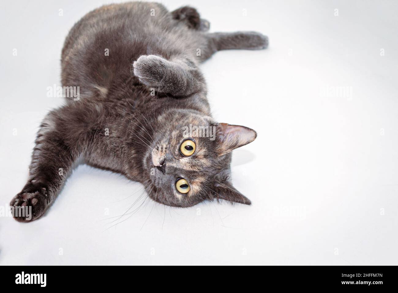 Cute gray cat with big eyes and smooth fur on a white background ...