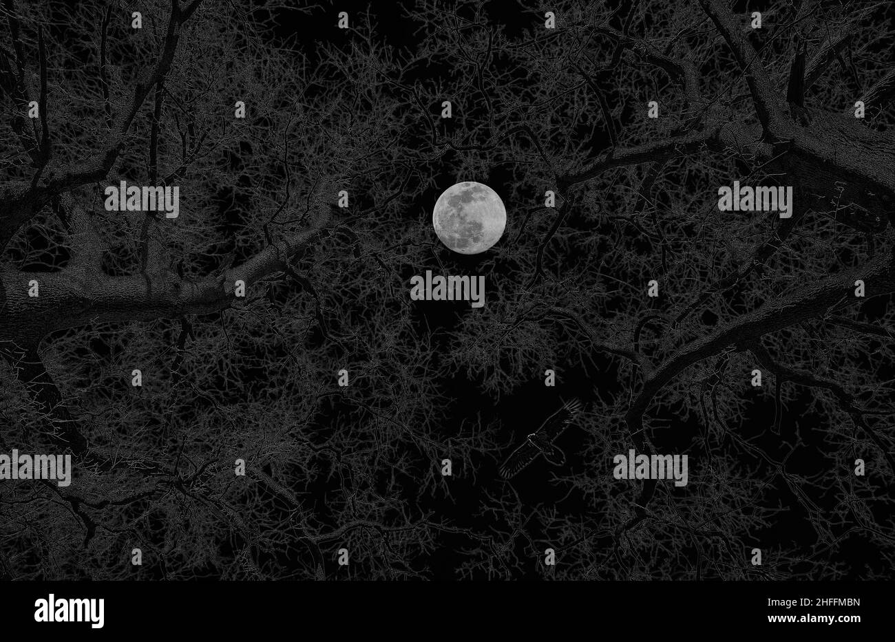 The ancient talk of the century old oak trees, the moon and the eagle ...