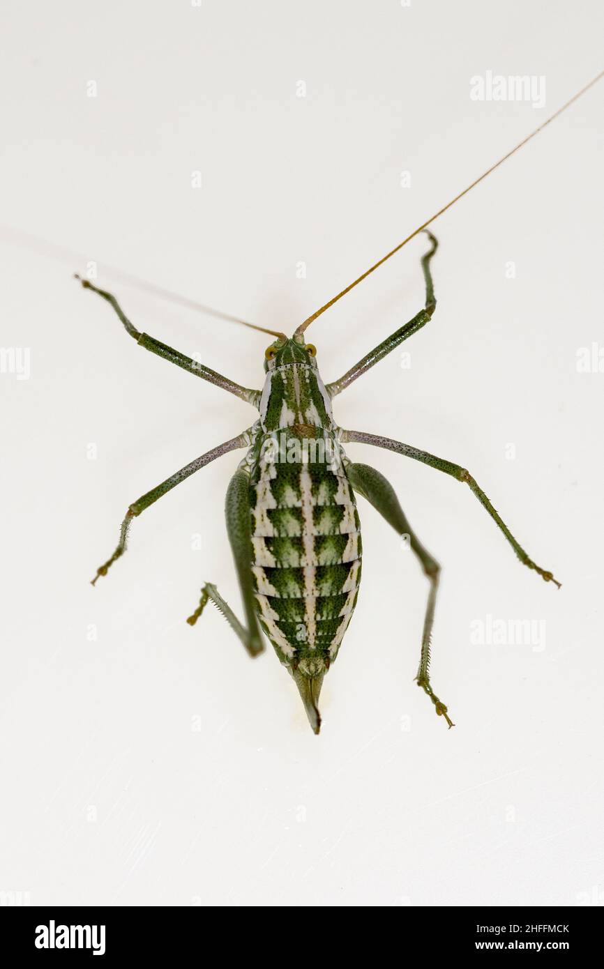 Orthoptera are paurometabolic insects with chewy mouthparts Stock Photo ...