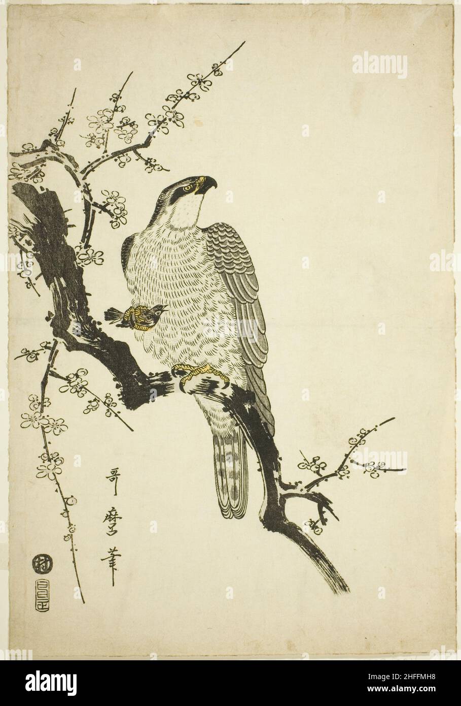 A japanese hawk hi-res stock photography and images - Alamy