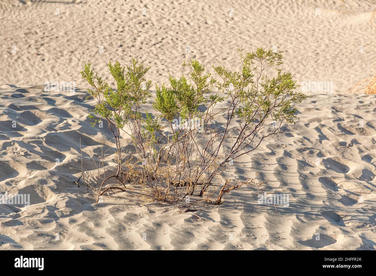 desert landscape in the death valley without people Stock Photo - Alamy