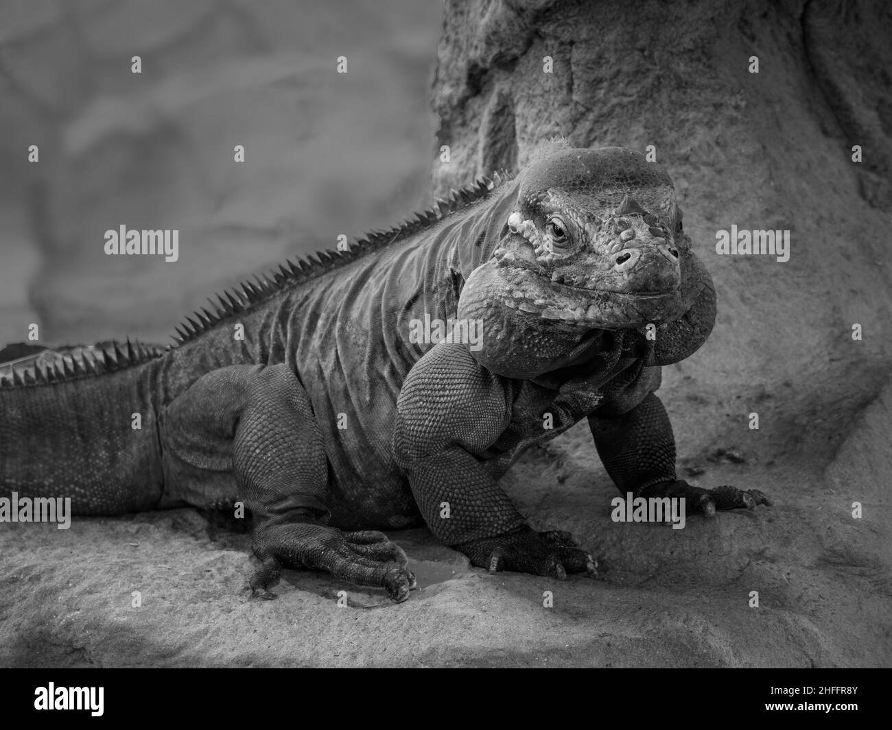 Rhinoceros Iguana, Cyclura cornuta Stock Photo - Alamy