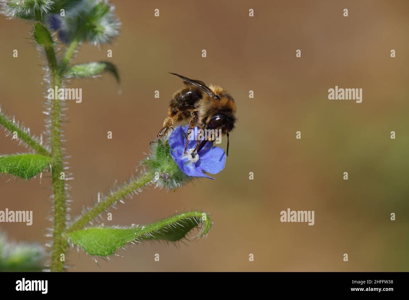 Fork-tailed Flower Bee (Anthophora furcata), family Apidae on flowers ...