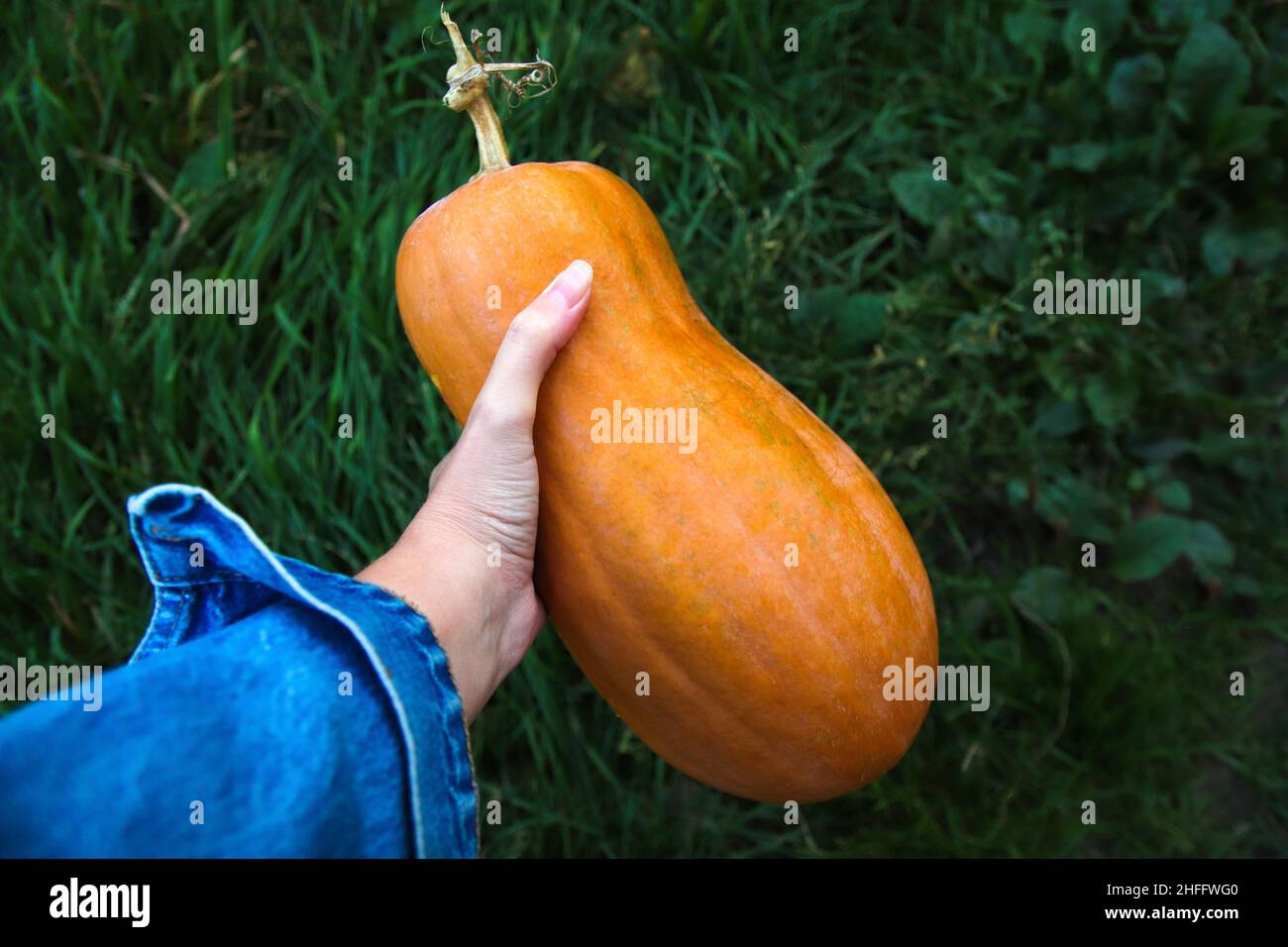 Hand holding pumpkin. Ripe orange long farmer eco-friendly pumpkins in ...