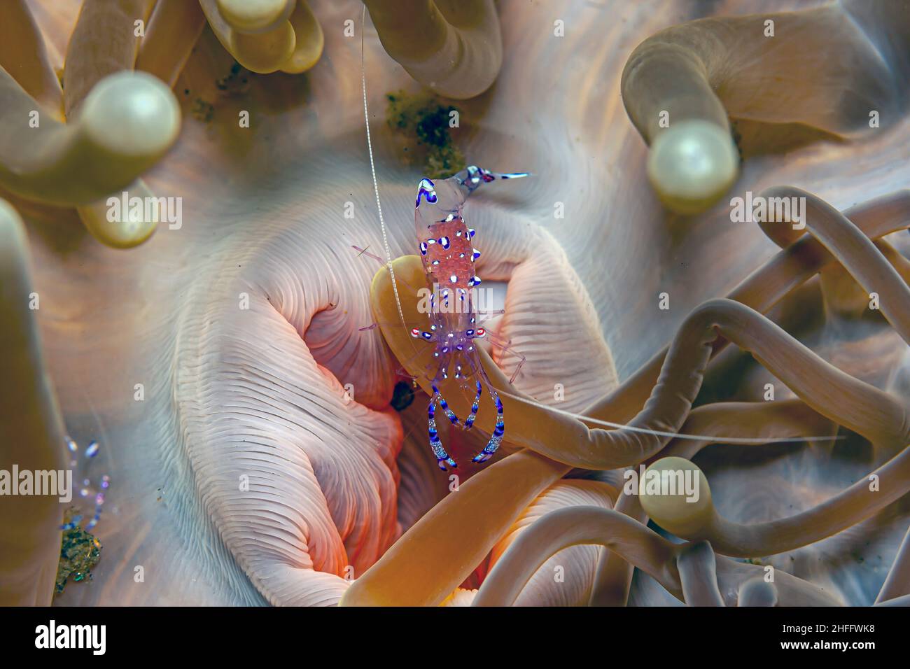 Hippolytidae is a family of cleaner shrimp, also known as broken-back ...