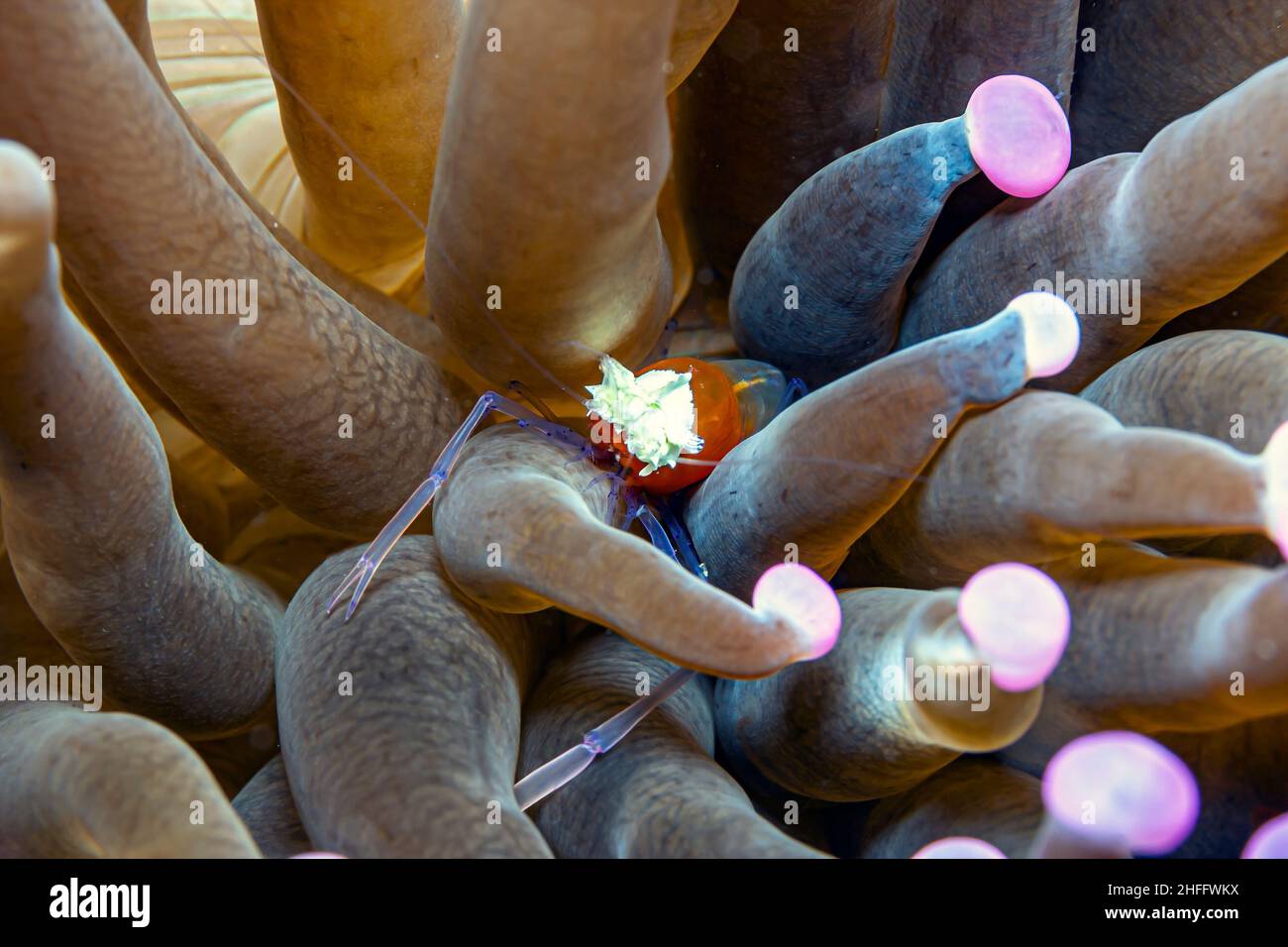 Hippolytidae is a family of cleaner shrimp, also known as broken-back ...