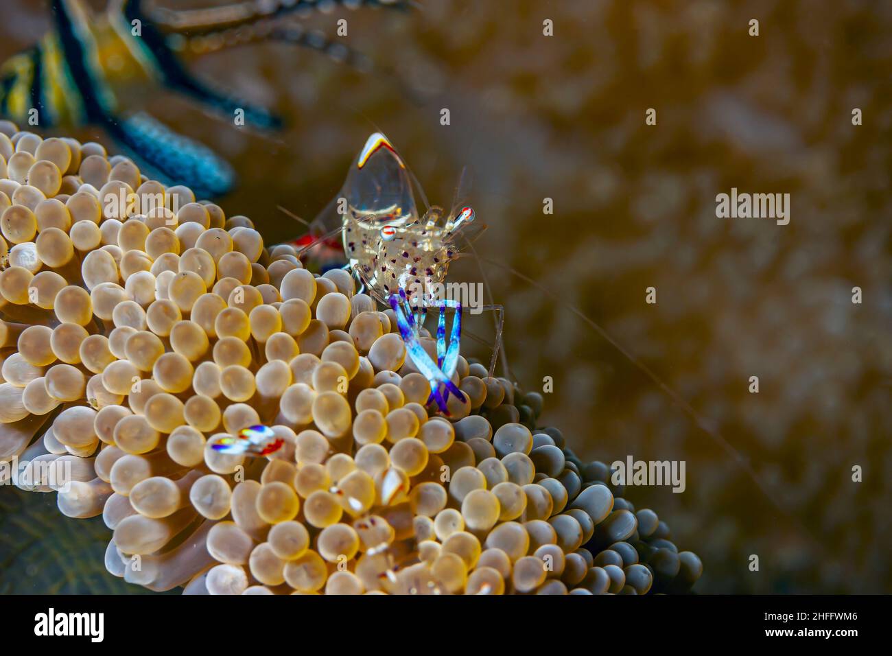 Hippolytidae is a family of cleaner shrimp, also known as broken-back ...