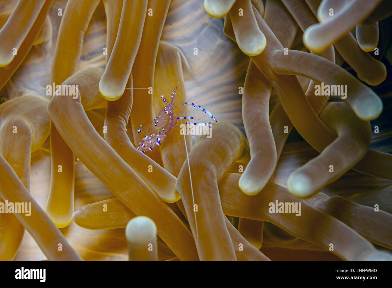 Hippolytidae is a family of cleaner shrimp, also known as broken-back ...