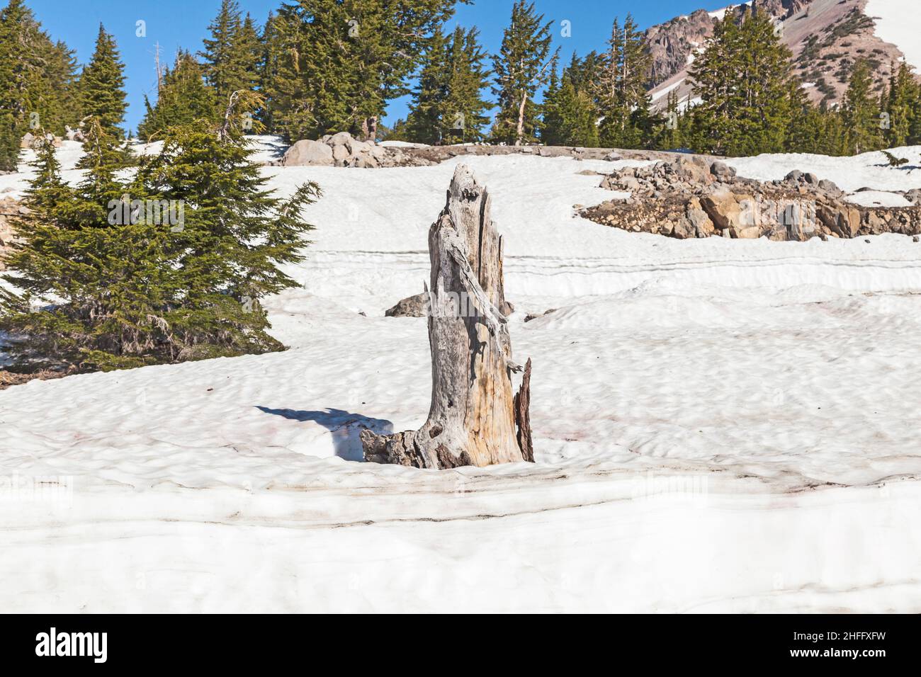 Dead tree in snow usa hi-res stock photography and images - Alamy
