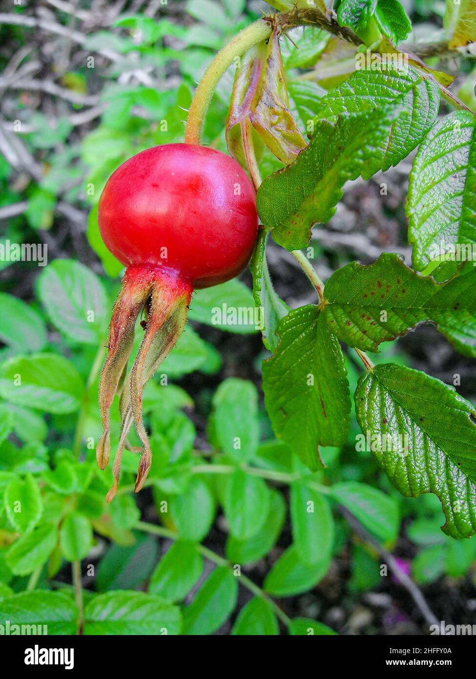 Lycopene rose hips hi-res stock photography and images - Alamy