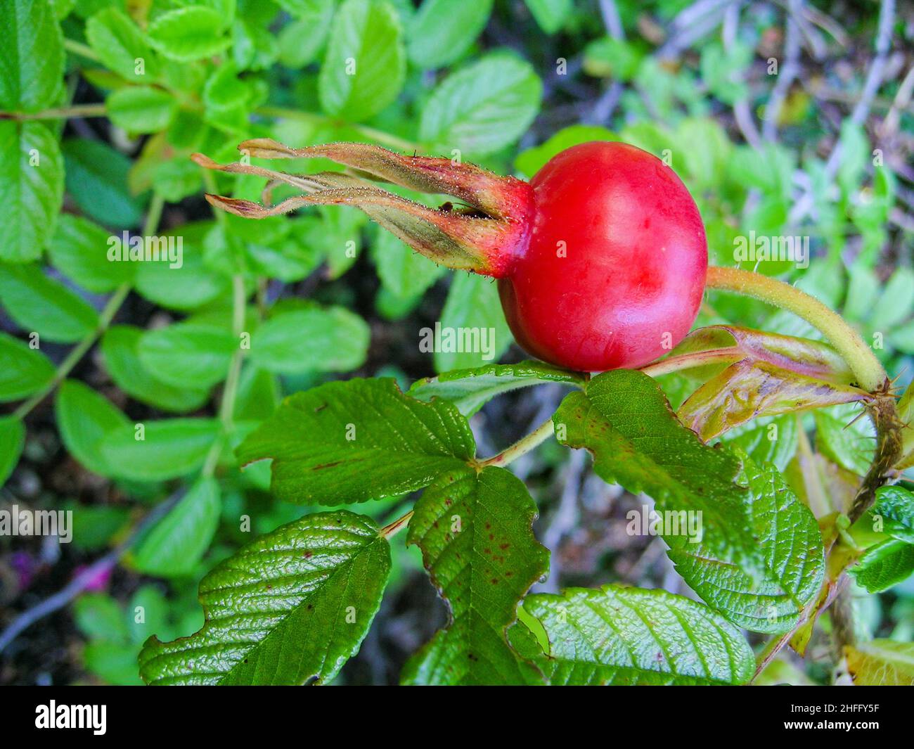 Rose Hips on the plant Stock Photo - Alamy