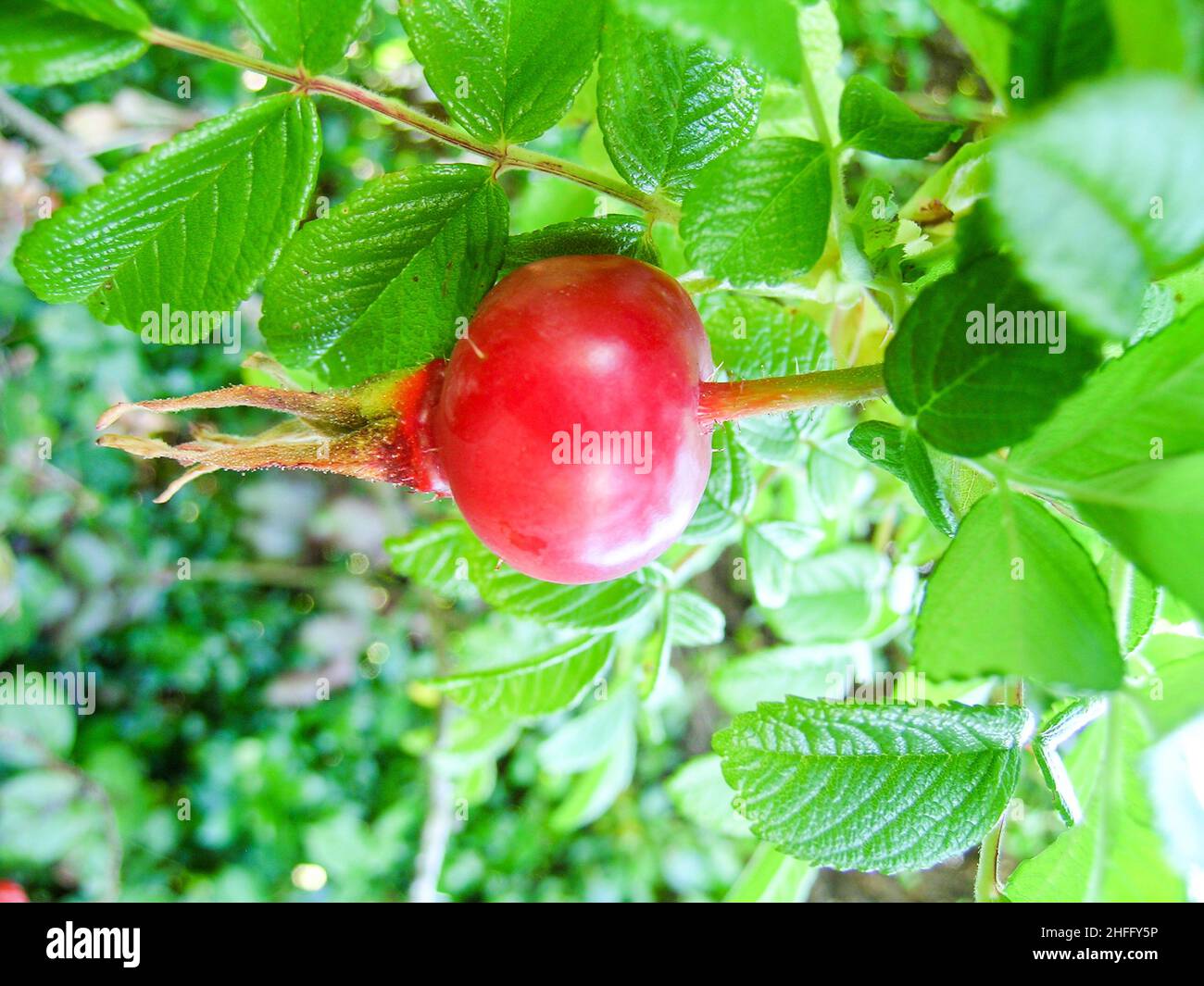 Rose Hips on the plant Stock Photo - Alamy