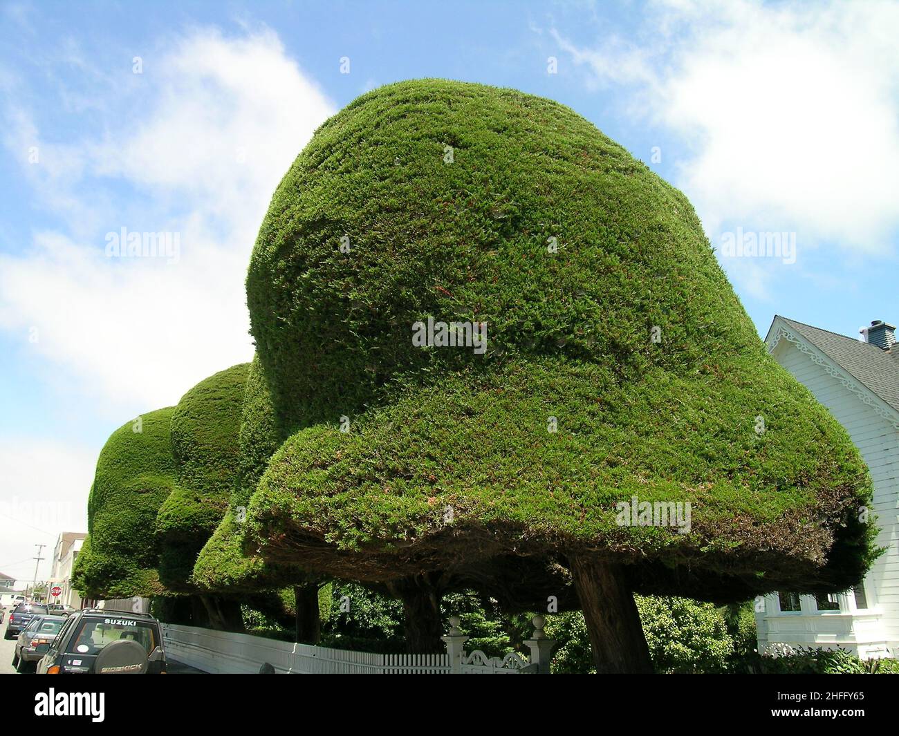 Gum Drop Trees, trimmed cypresses in Ferndale, California USA Stock ...