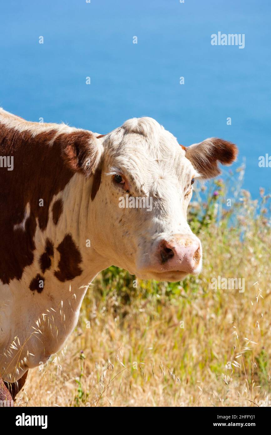cow grazing at the meadow on the cliffs of the shoreline at the pacific ...