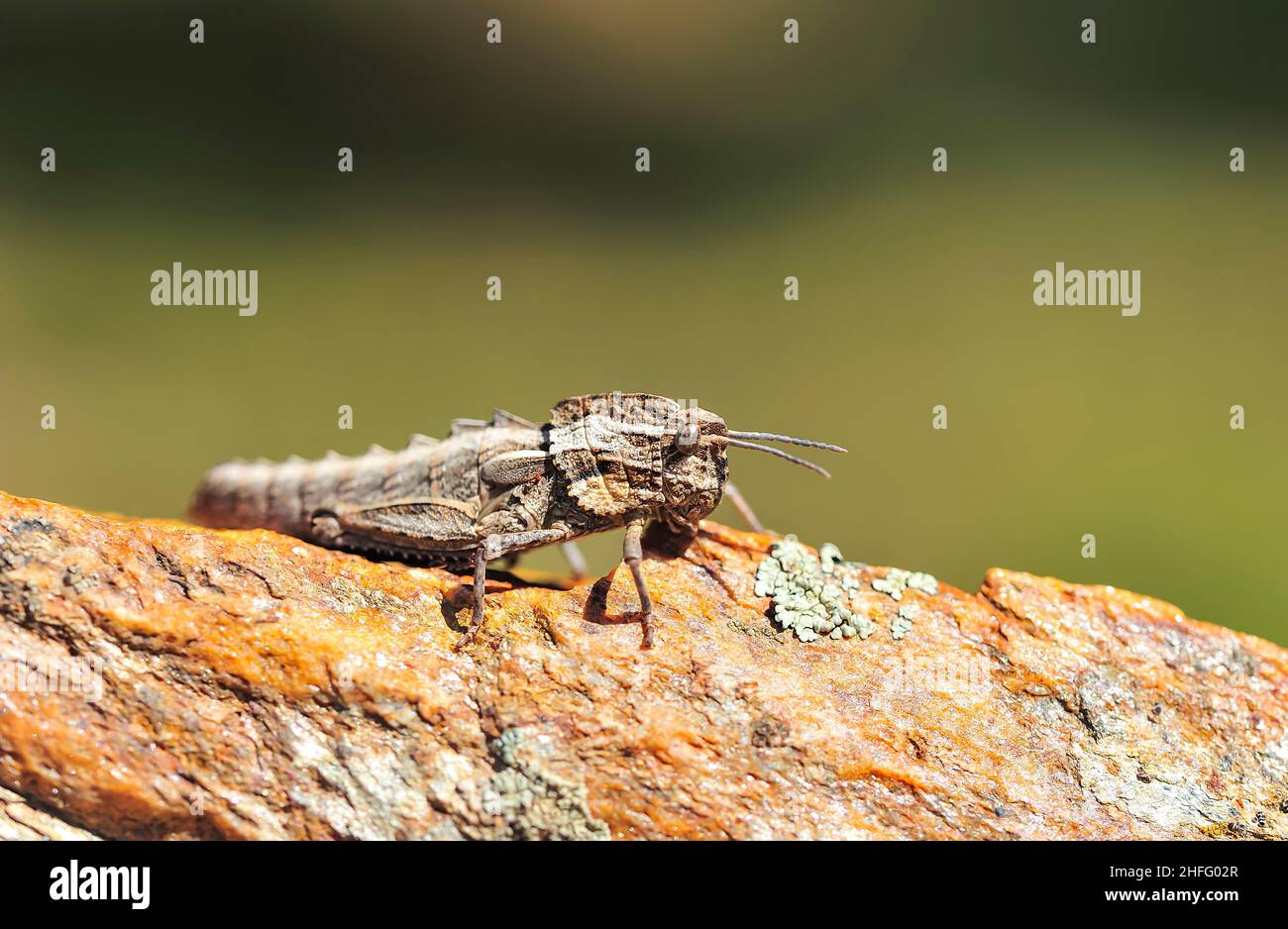Orthoptera are paurometabolic insects with chewy mouthparts Stock Photo ...