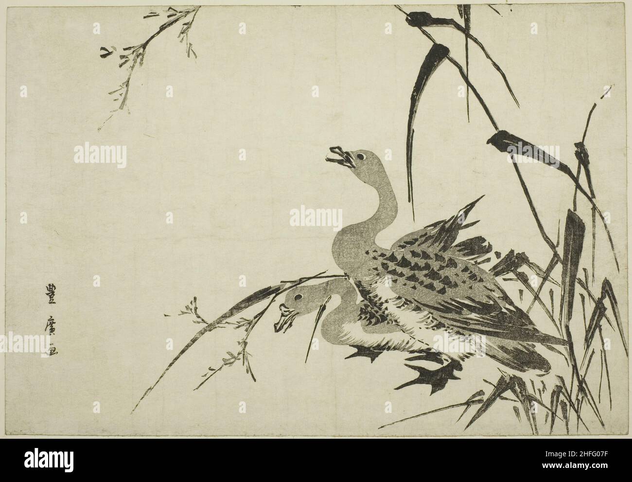 Japanese wild goose hi-res stock photography and images - Alamy