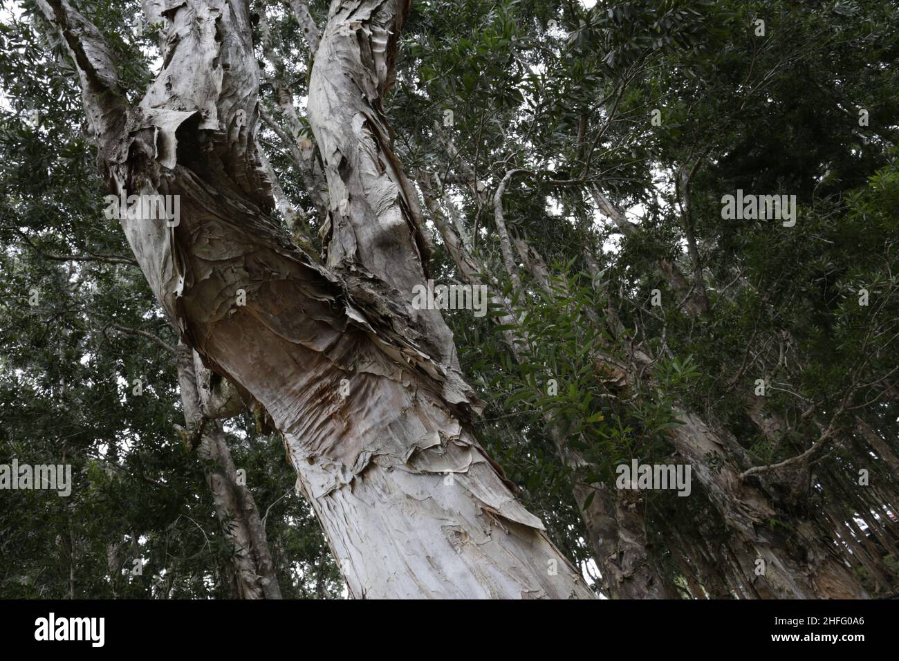 Alexandra Falls View Point Stock Photo - Alamy