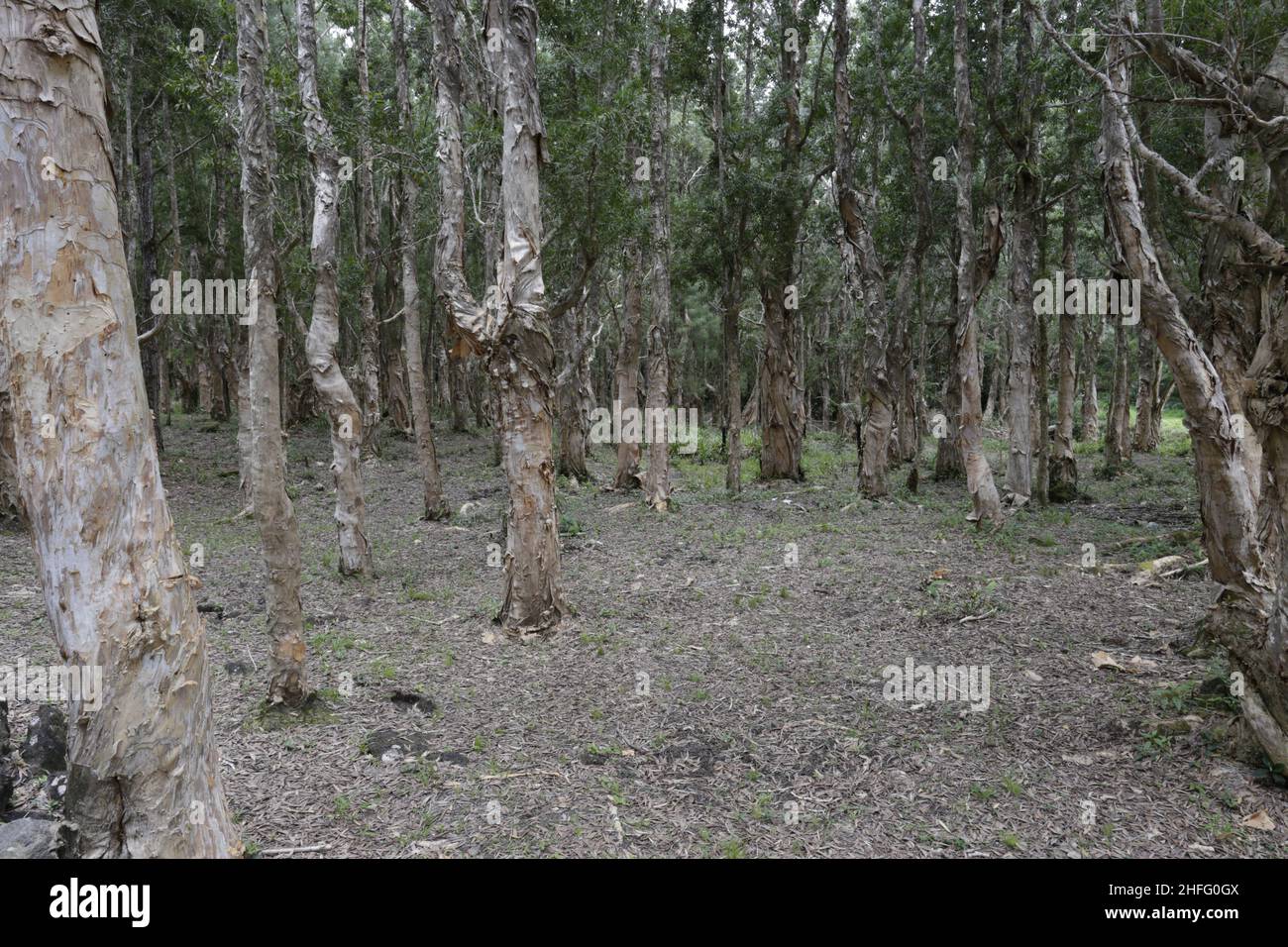 Alexandra Falls View Point Stock Photo - Alamy