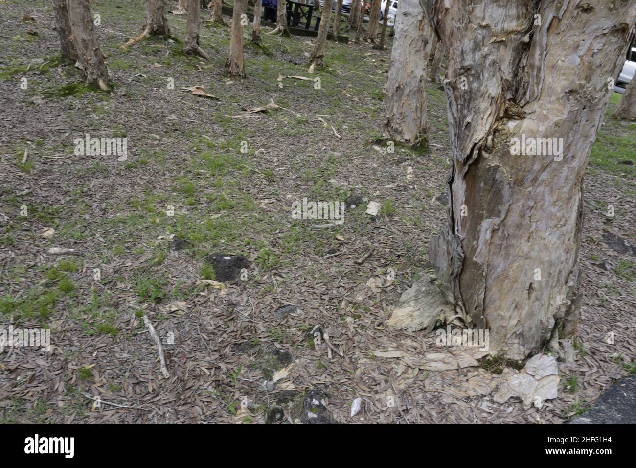 Alexandra Falls View Point Stock Photo - Alamy