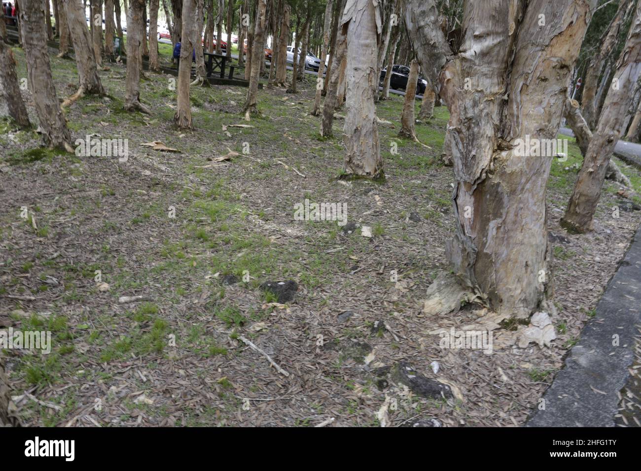 Alexandra Falls View Point Stock Photo - Alamy