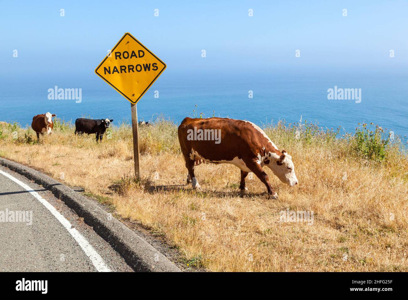 cow grazing at the meadow on the cliffs of the shoreline at the pacific ...