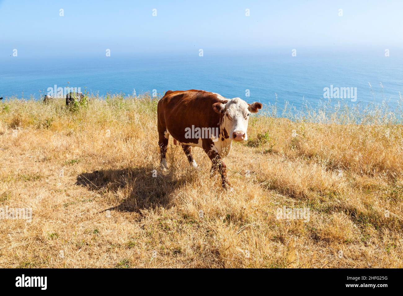 cow grazing at the meadow on the cliffs of the shoreline at the pacific ...