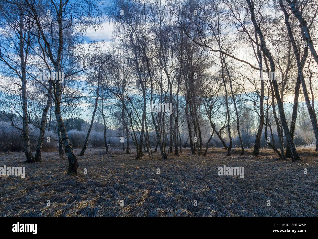 Birch forest landscape in winter with freeze hoarfrost. Czech landscape ...